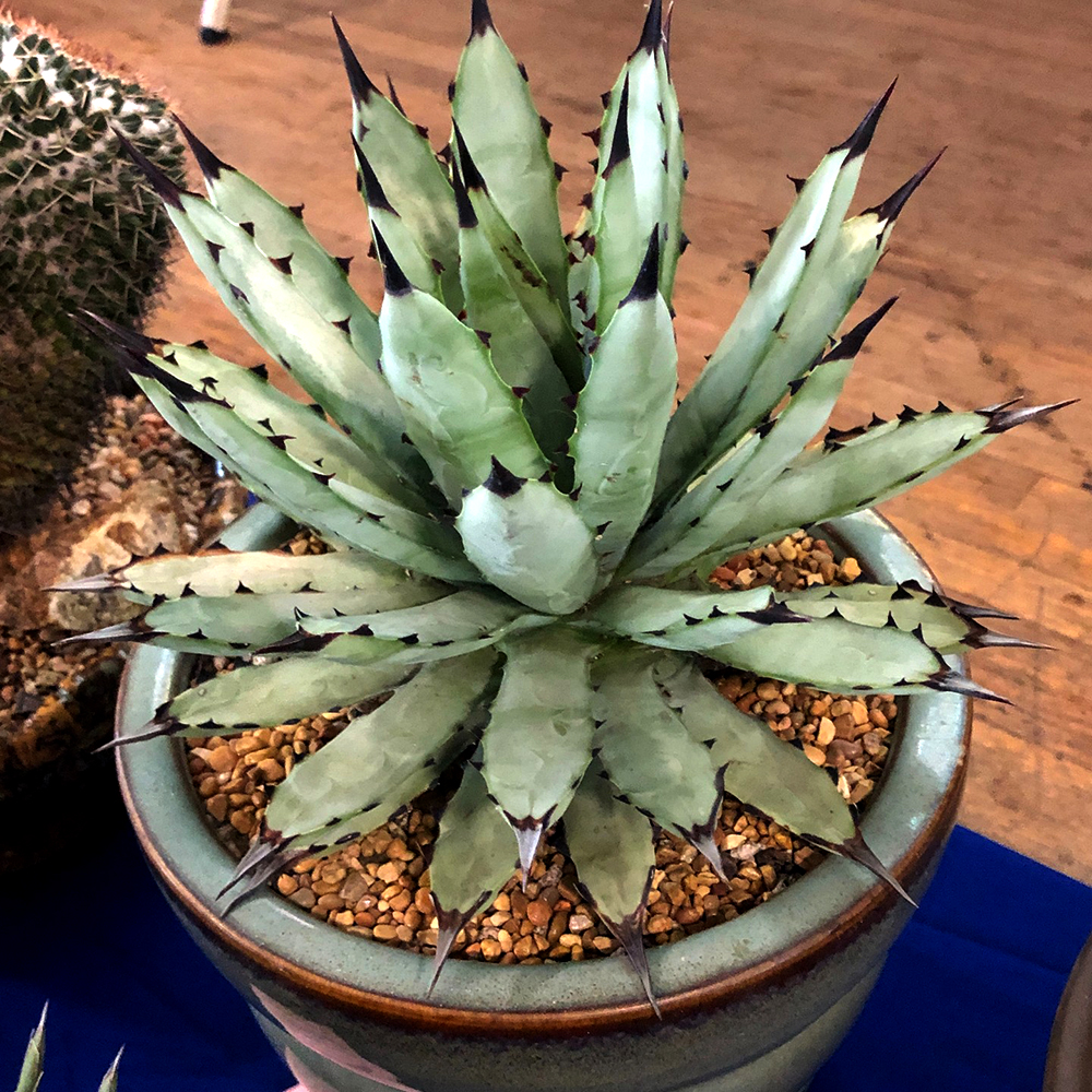 Plants of the Month Rules & Schedule – Long Beach Cactus Club